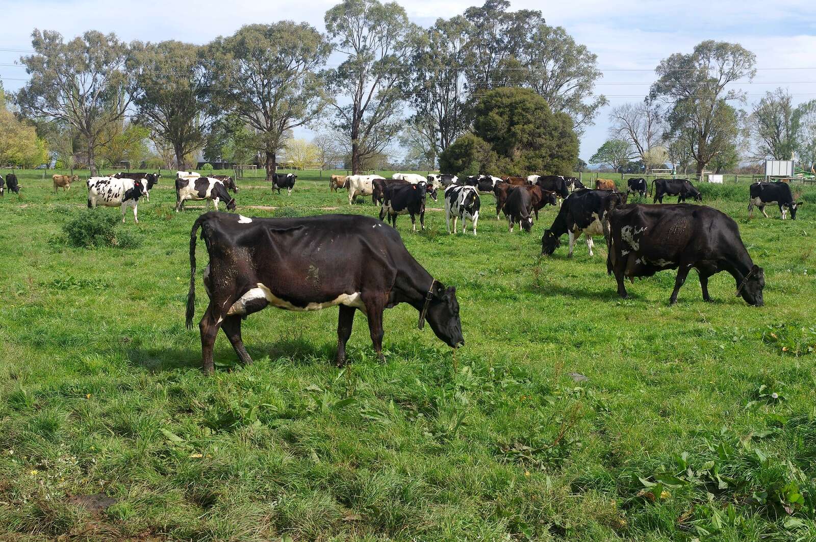 Demonstration farm reviewed | Dairy News Australia