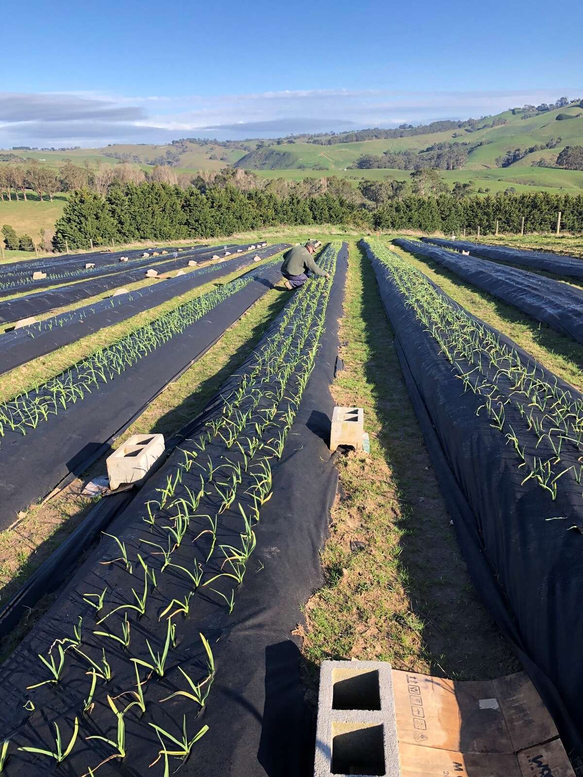 Garlic conversion | Dairy News Australia