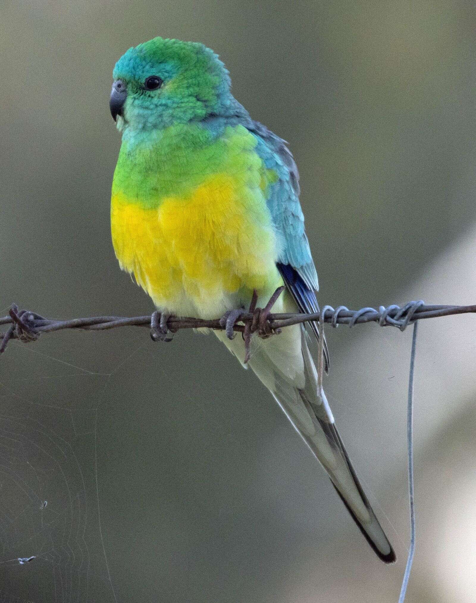 Birds attracts tourists to region | Campaspe News