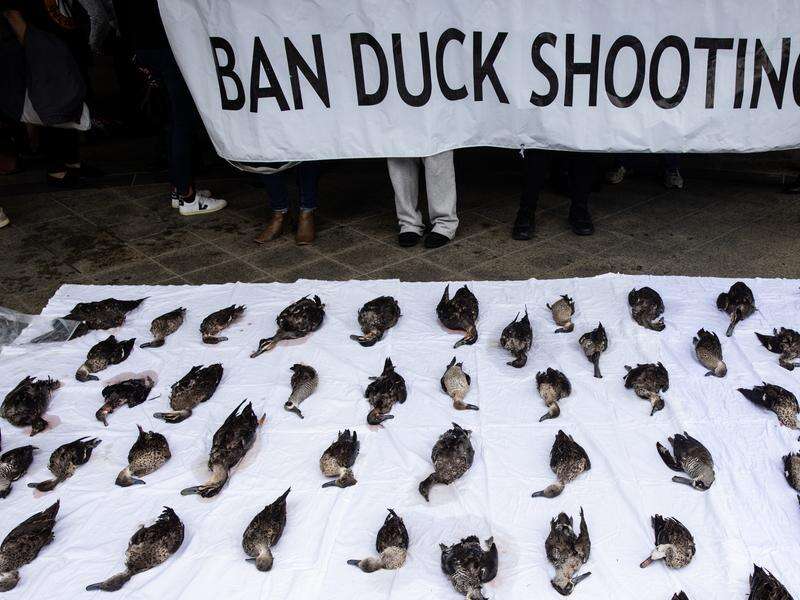 Opponents shoot down duck hunting report as 'failure' | Kyabram Free Press
