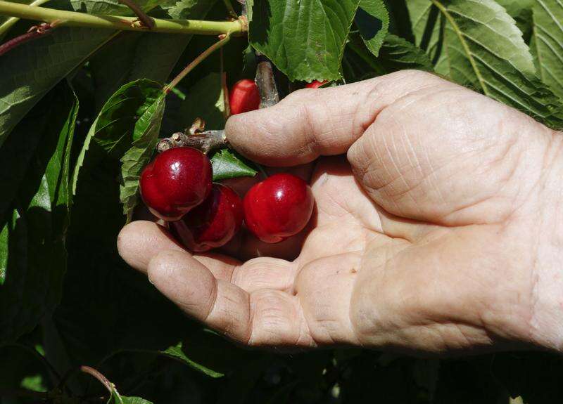 Harvest work starts now | Dairy News Australia