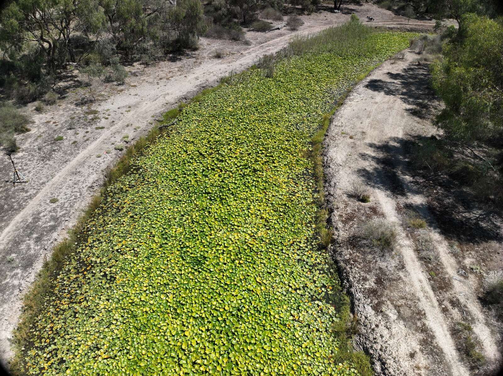 Weed-killing drones take flight | Shepparton News