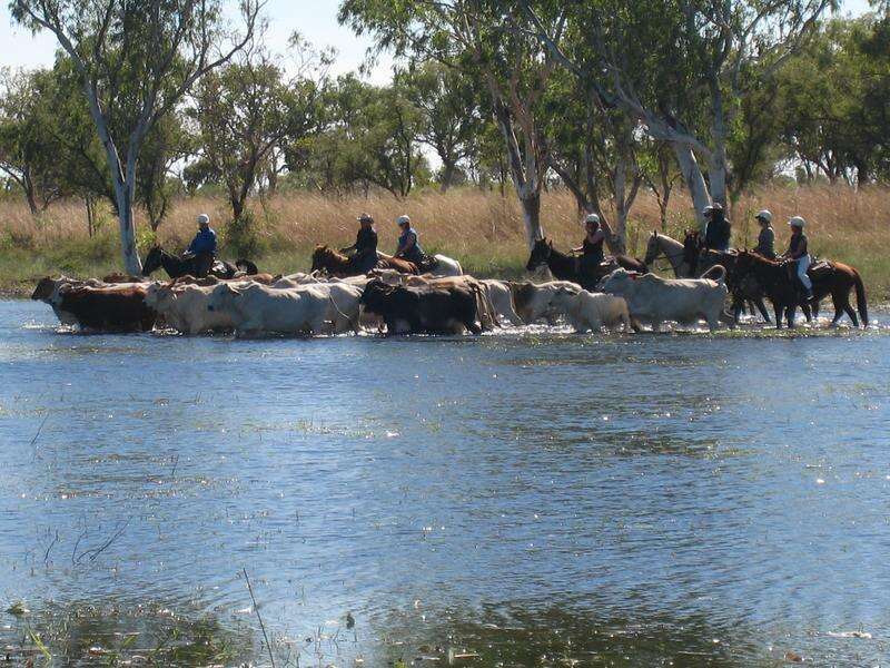 Cattle stations to be evacuated as cyclone threat looms | Kyabram Free ...