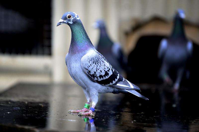 Carroll snags first pigeon club win of 2024 | Kyabram Free Press