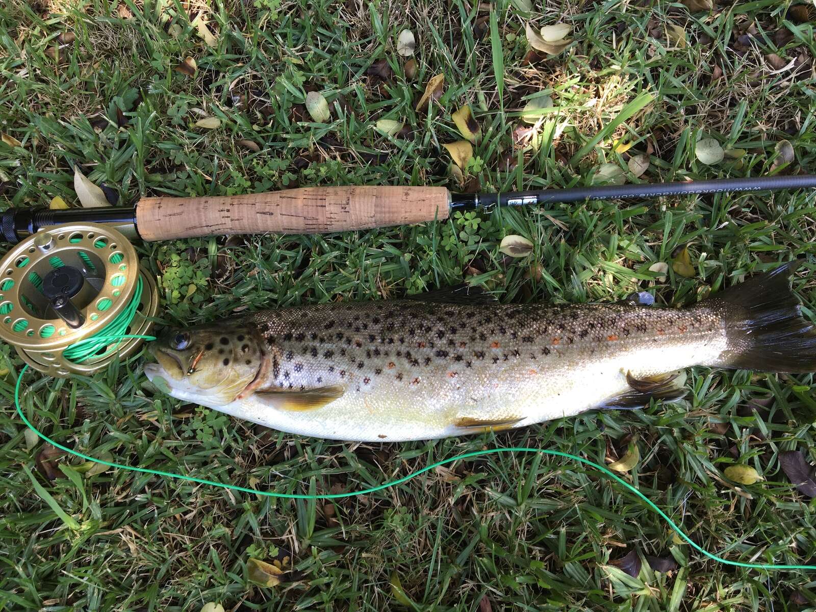 Prune it back | Whisky, trout and dingoes | Seymour Telegraph