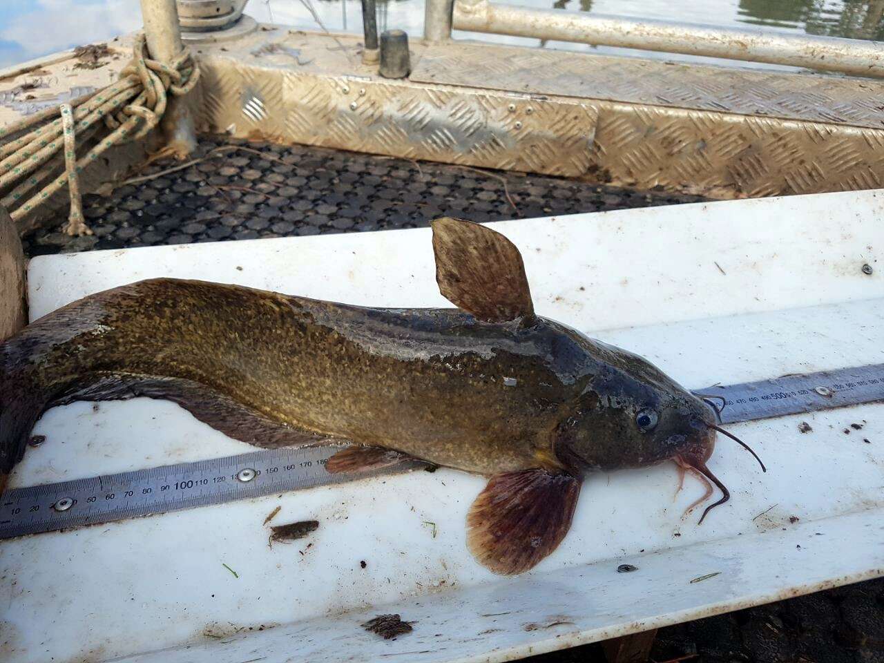 A fish called Wanda | Riverine Herald