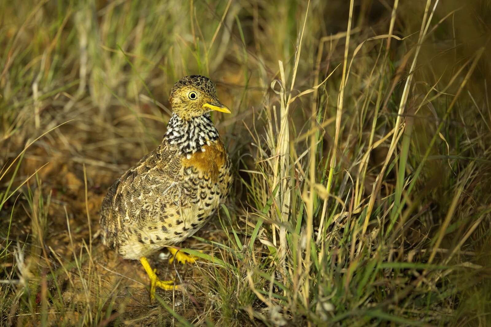 Plains wanderer on collision course | Country News