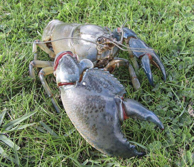 New yabby species discovered in northern Victoria | Seymour Telegraph