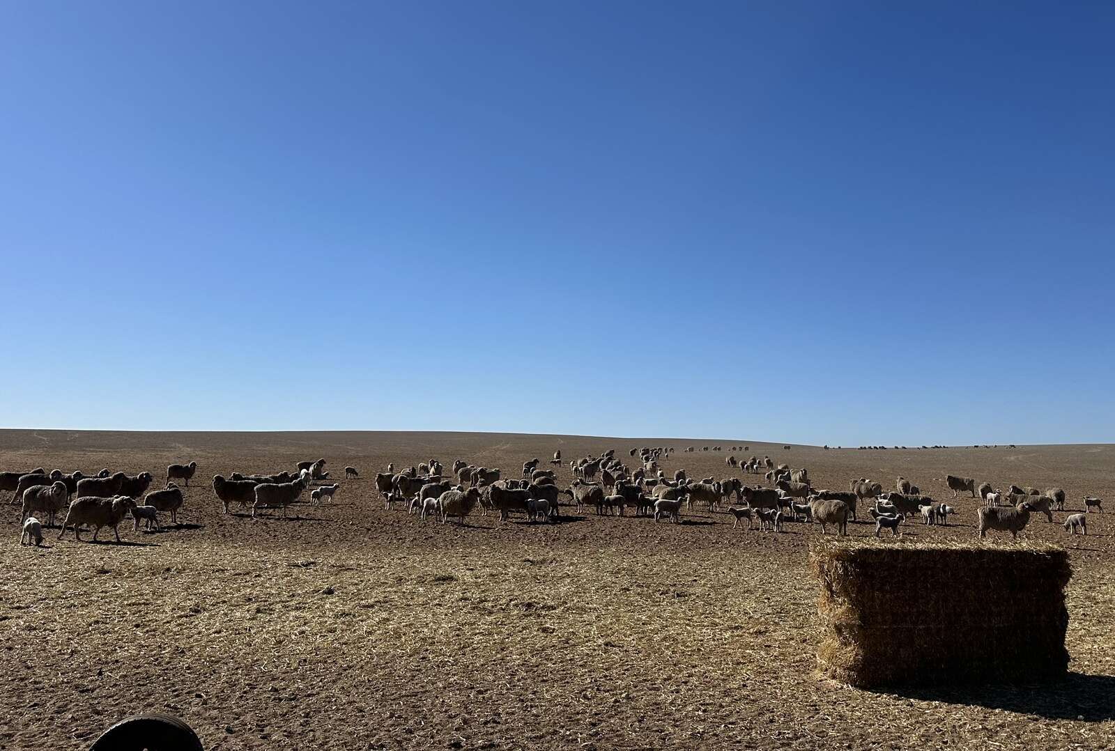 Victorian Government expands drought support | Country News