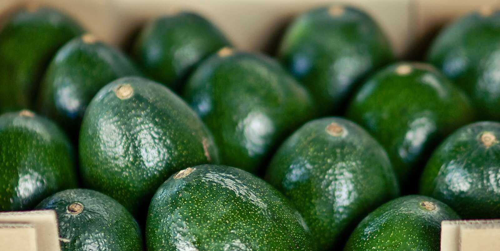 Avocados and ducks don’t mix | Country News