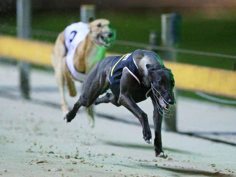 Former police watchdog to oversee greyhounds inquiry | Kyabram Free Press