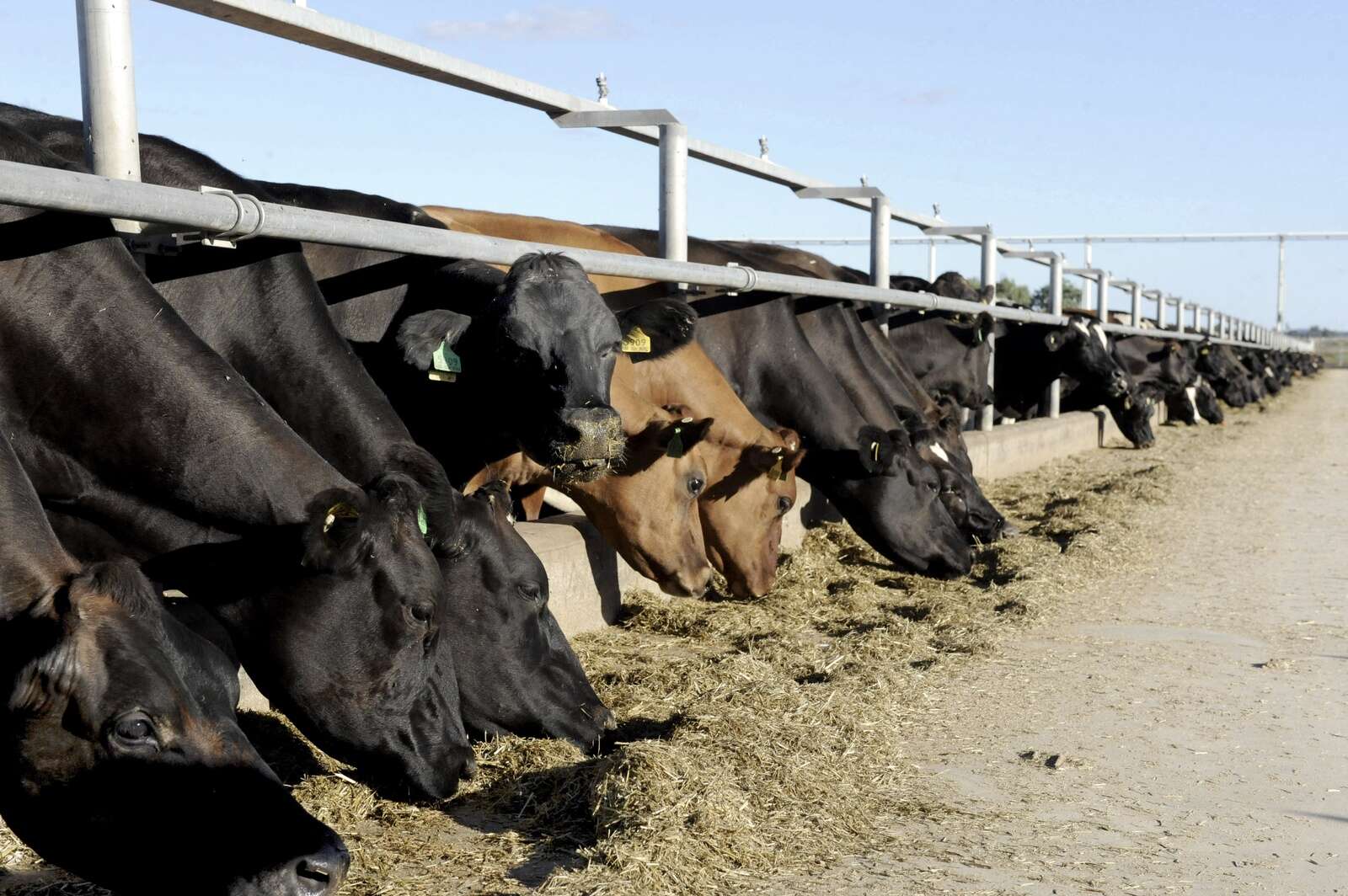 Dry time tactics for western Victorian farmers | Dairy News Australia