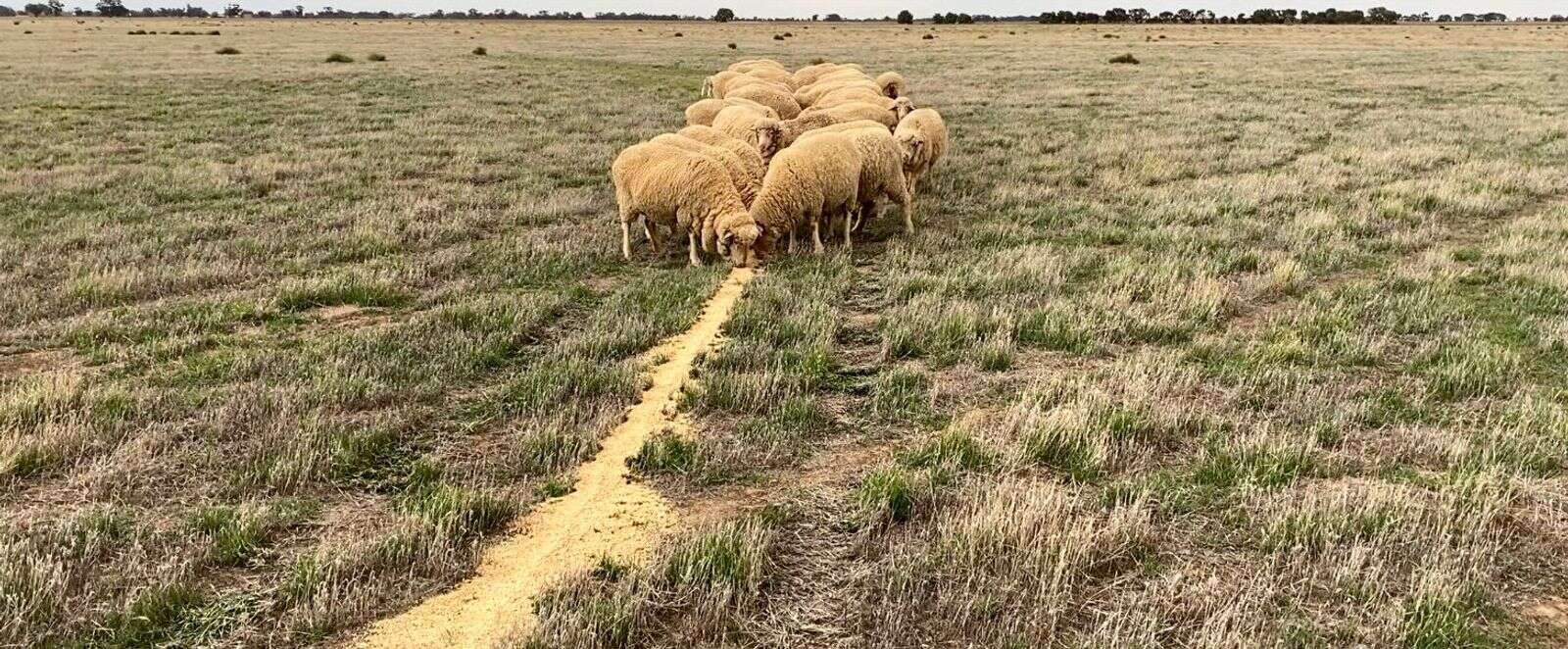 Urolithiasis in livestock – what is it and what causes it? | Shepparton ...