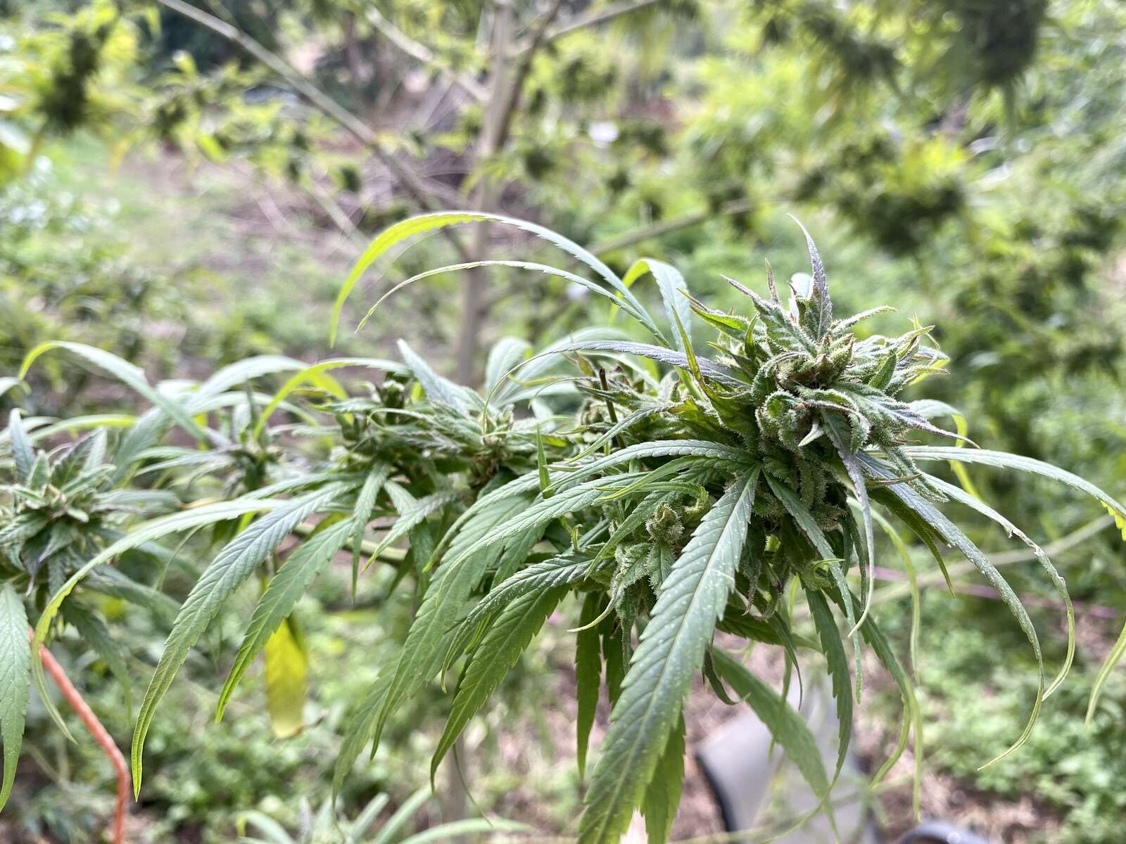 Investors see a future in hemp | Deniliquin Pastoral Times