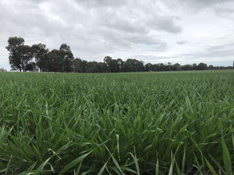 Favourable winter cropping season for Victoria | Country News
