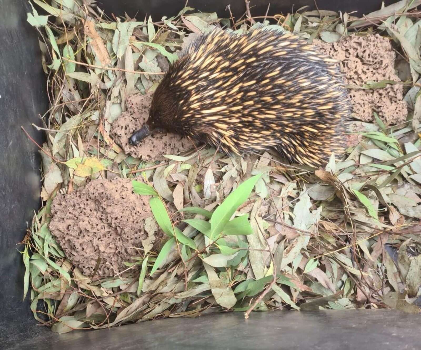 Termite mound donation helps echidna recovery | Seymour Telegraph