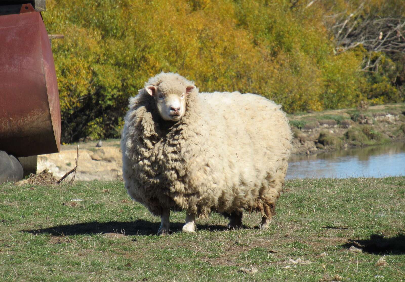Shearing is a welfare issue | Dairy News Australia