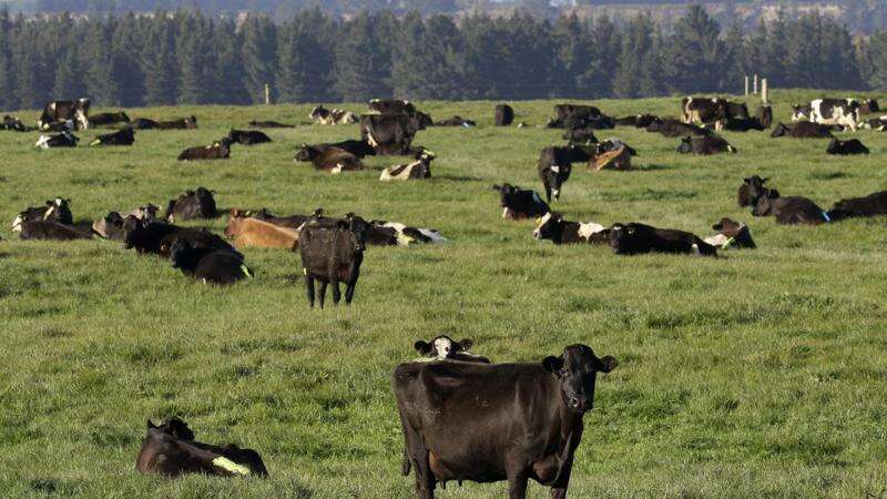Good grazing made easy at workshops | Shepparton News