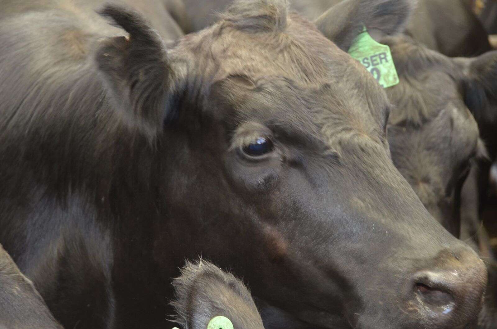 What would an exotic disease outbreak look like on your farm? | Country ...