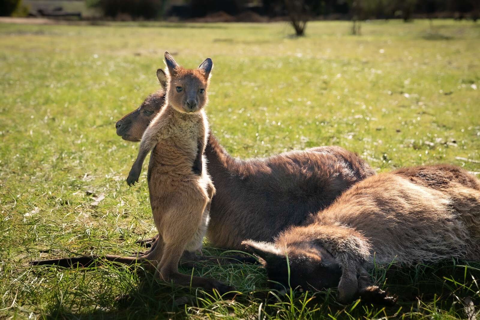 Kyabram Fauna Park’s new fur-riend | Kyabram Free Press