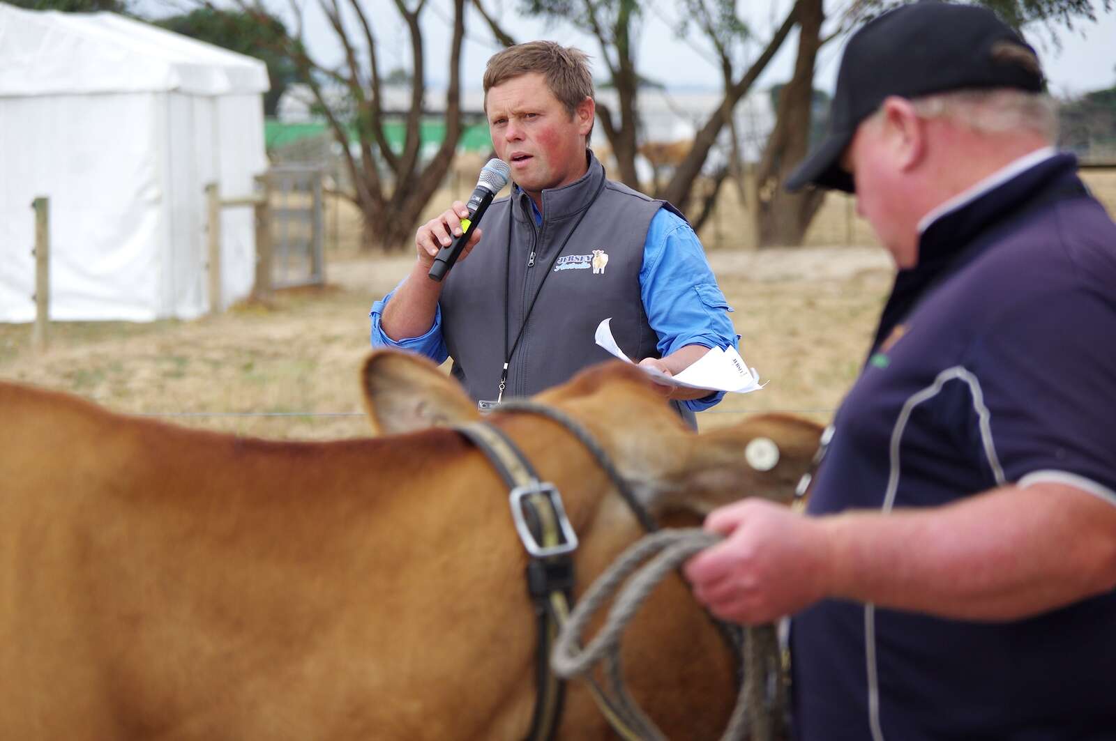Classifying traits in cows | Shepparton News