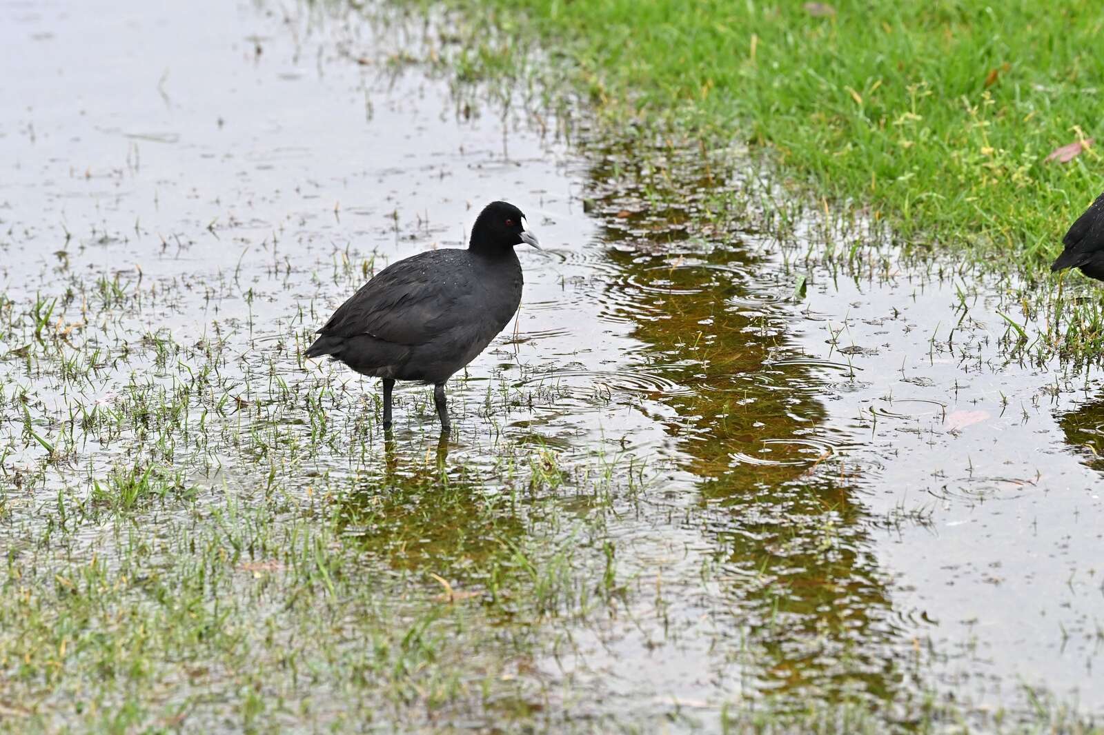 Saturday bulletin | Summer sports on rain watch | Shepparton News