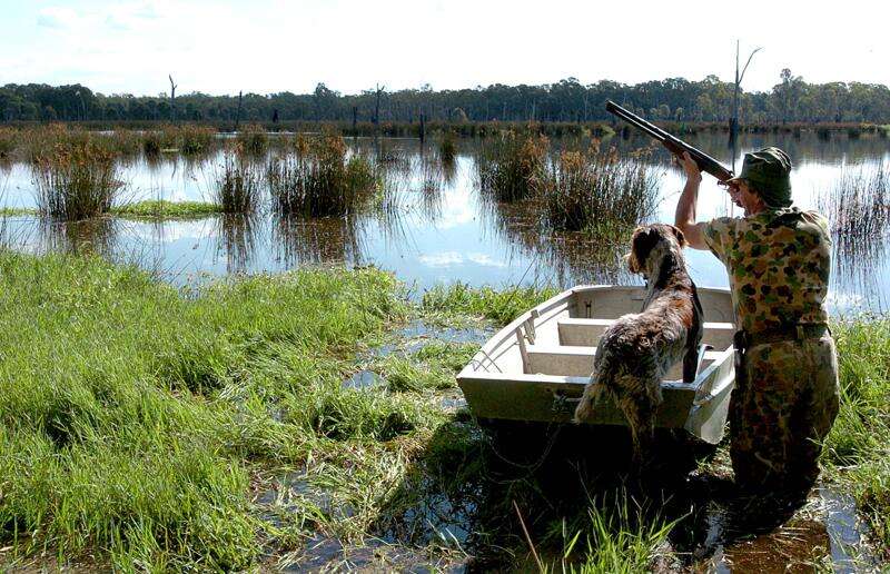 Duck experts dominate hunting inquiry | Country News