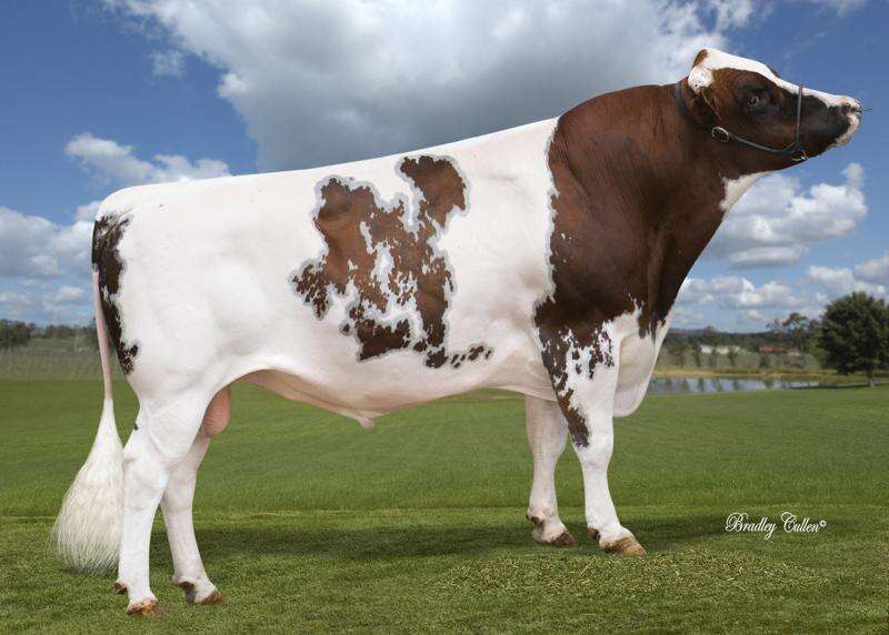 The world wants Aussie Reds | Country News