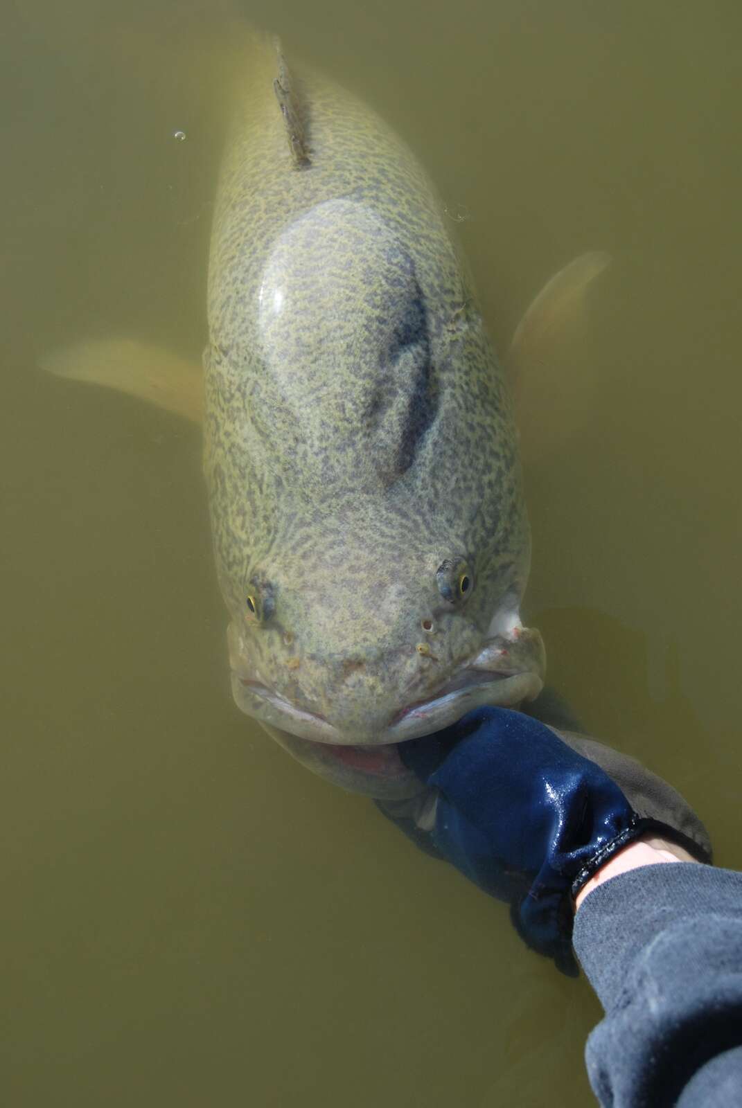 Murray cod season is back | Riverine Herald