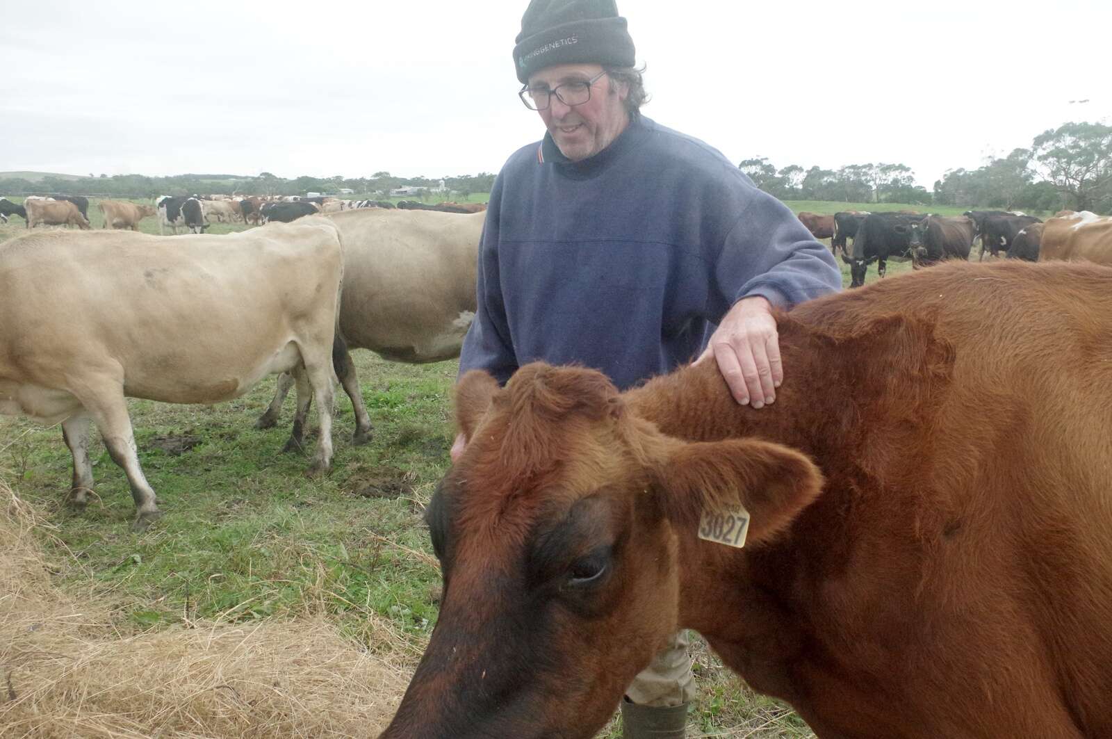 Complex issues behind Saputo closure | Dairy News Australia