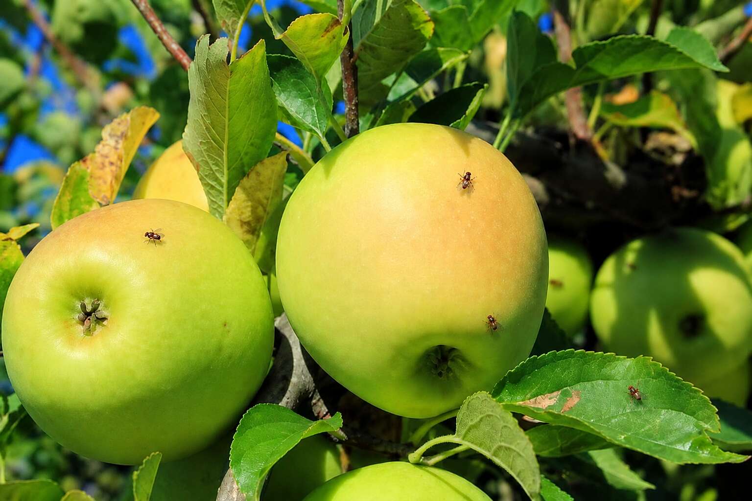 Co-ordinated fruit fly approach needed | Seymour Telegraph