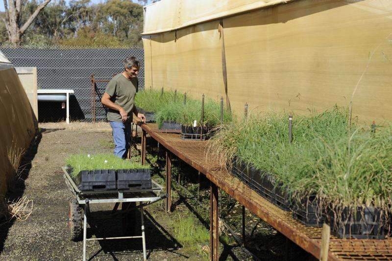 Seedling bank to provide plants for planet | Seymour Telegraph