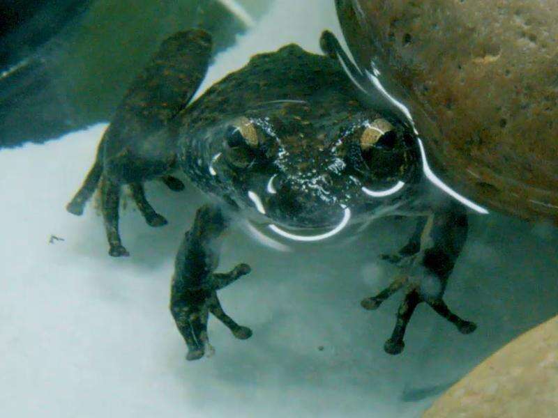 Rare frog species jump for joy at Taronga | Kyabram Free Press