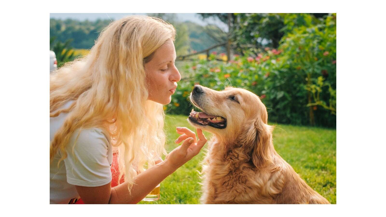 Man or mutt: the subtle art of human domestication | Shepparton News