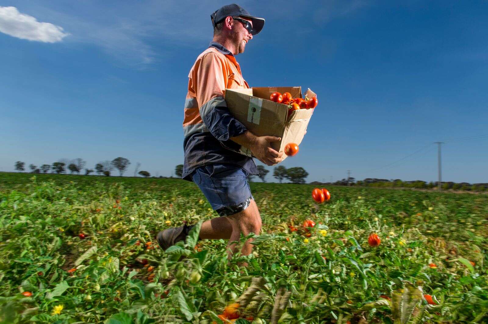 Ripe and ready for pick-a-box fundraiser | Shepparton News