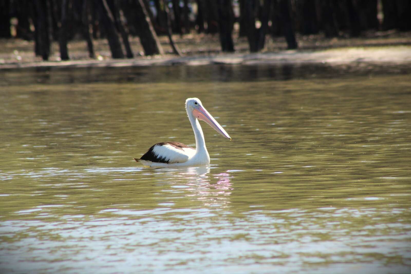 Alarm bells over Murray classification | Corowa Free Press