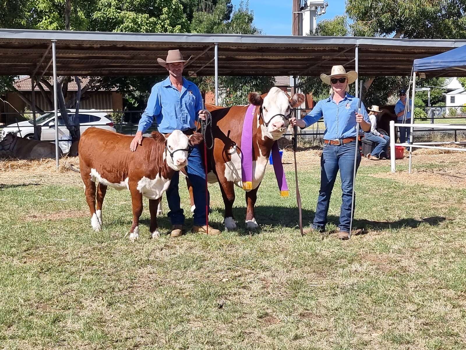 Beef cattle shine at show | Country News