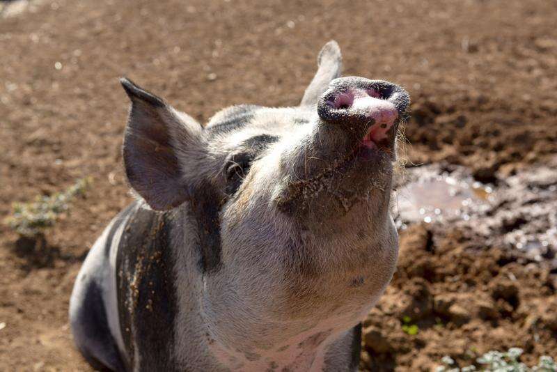 Pig identification crucial for biosecurity | Country News