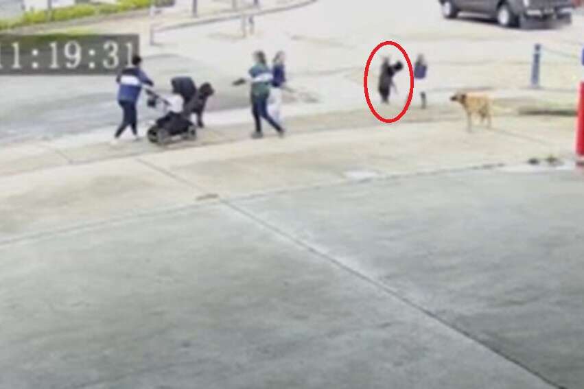 Blood-covered dogs attack family Labrador in Benalla CBD | Riverine Herald