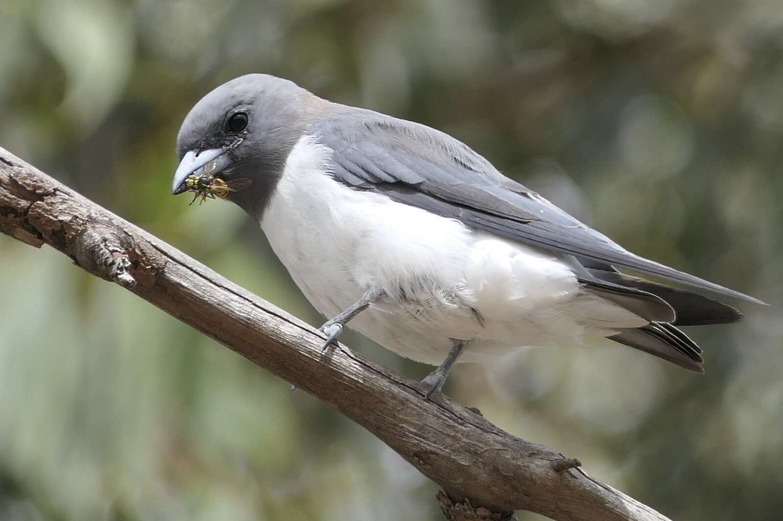 Cussen Park birds captured in booklet | Seymour Telegraph
