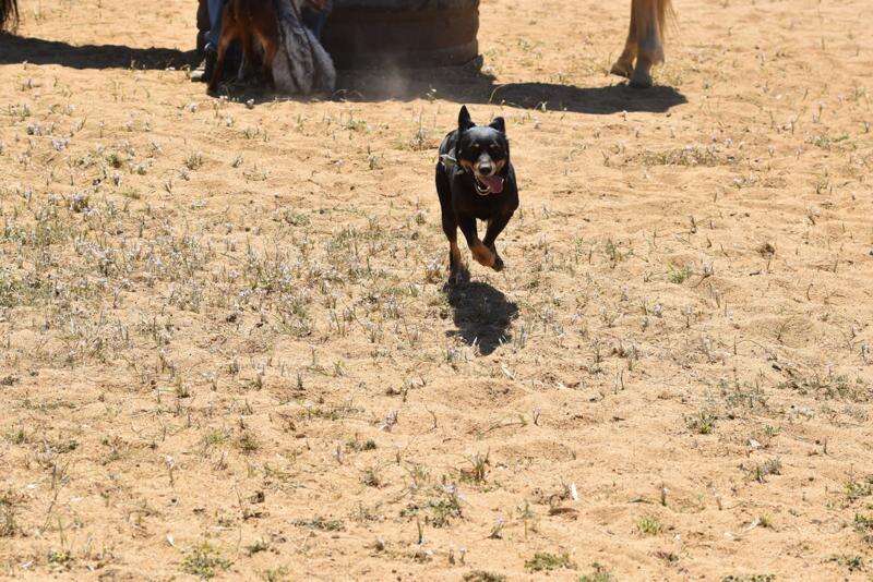 Canine stars shine on the stage | Country News