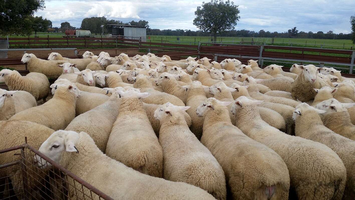 Kismet Stud’s spring ram sale returns | Country News