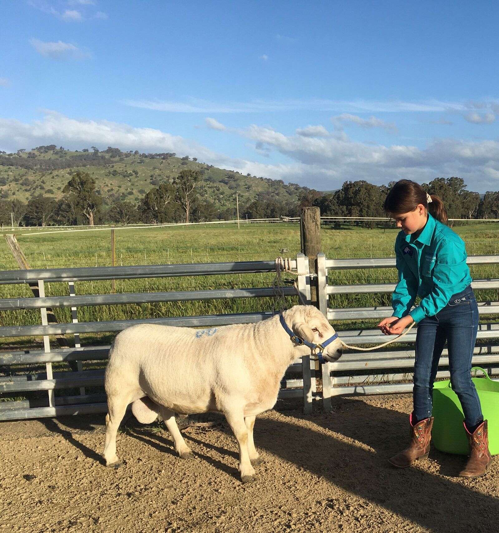 Breeding potential at Aussie White ram sale | Country News