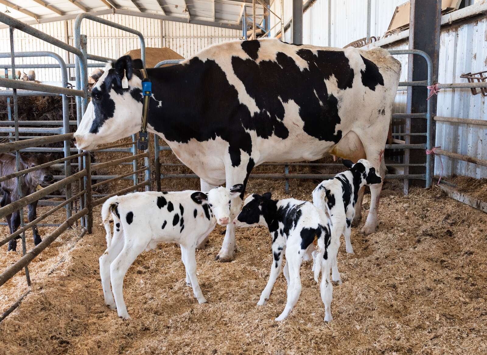 Triplet cows birth a once-in-a-lifetime miracle | Shepparton News