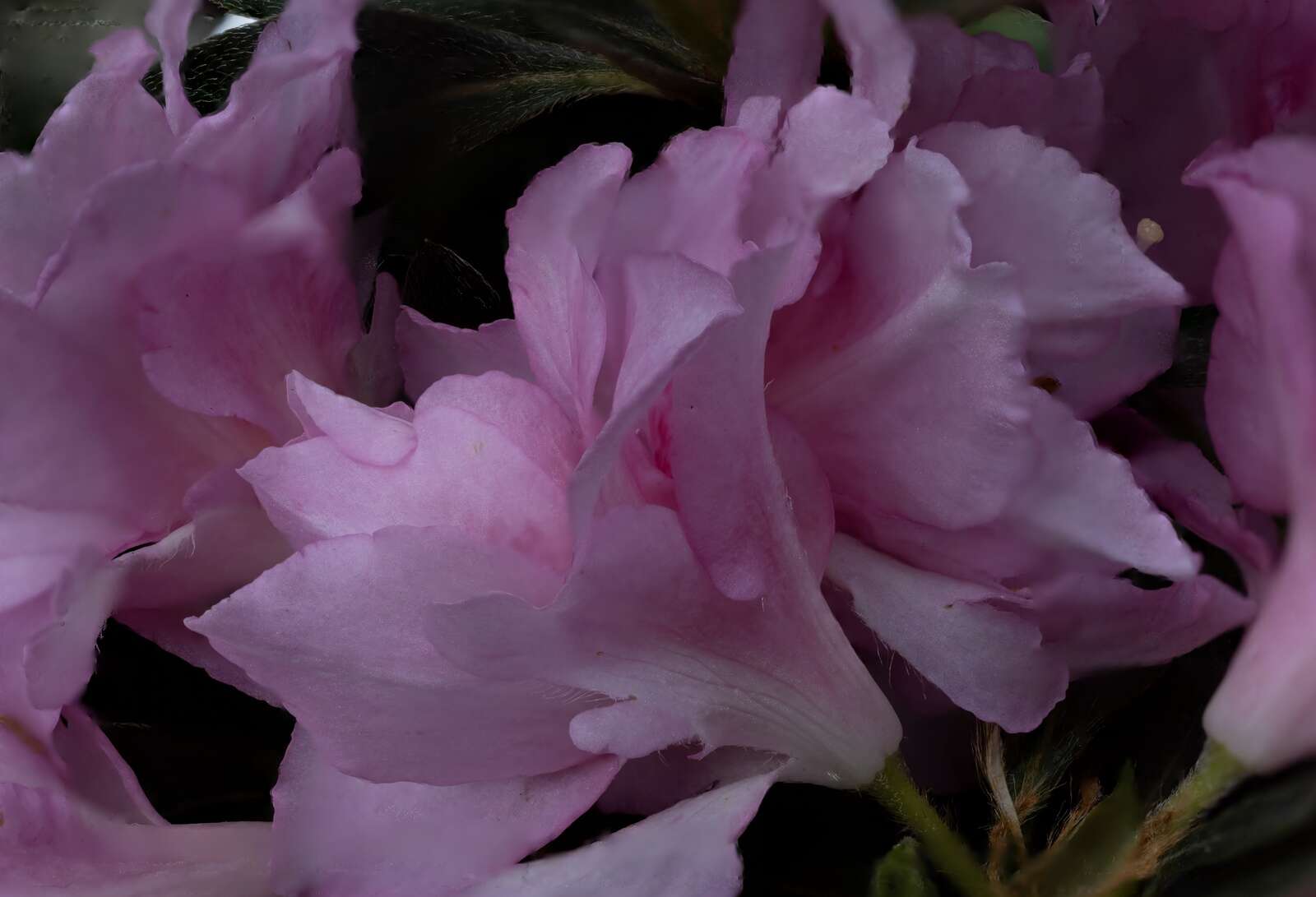 Spring has sprung: Award-winning local photographer captures flowers ...