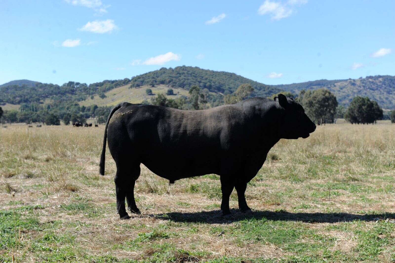 Beefing it up | Seymour Telegraph