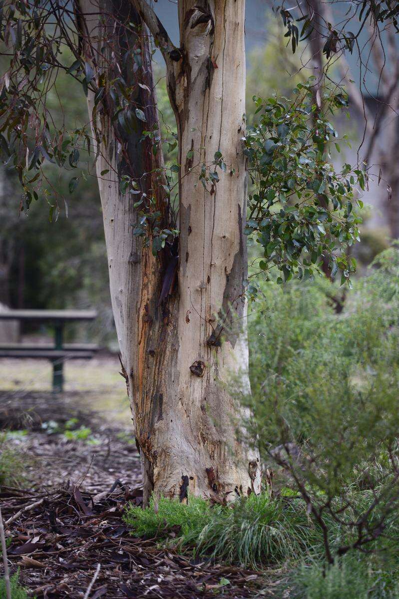 Congupna celebrates Landcare anniversary | Country News