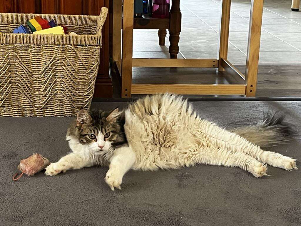 Dave the Cat’s remarkable FIP survival | Shepparton News