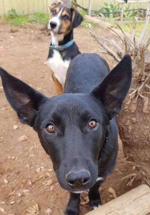 Removing pet adoption stigma | Shepparton News