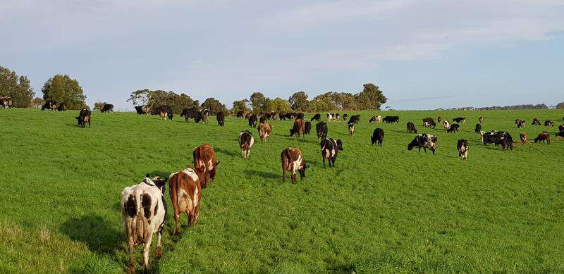 A decade in the making for three-way breeding results | Dairy News ...